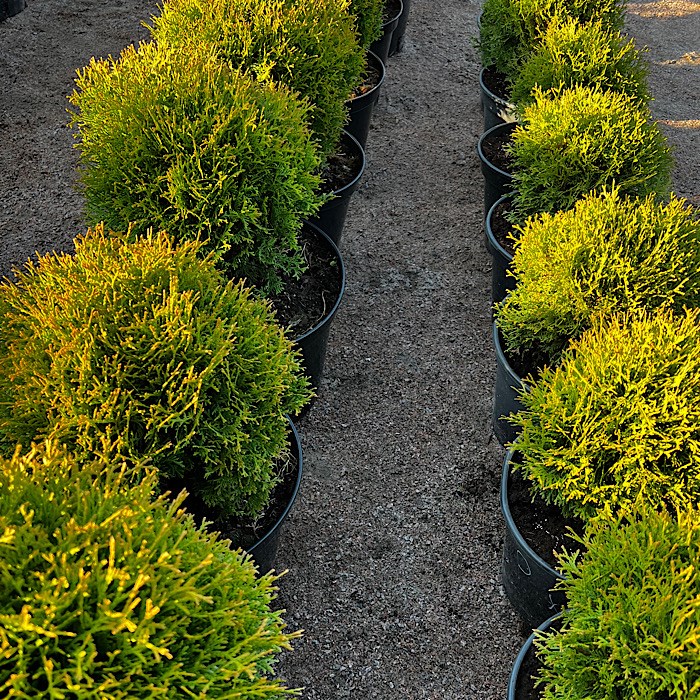 Туя западная Хозери (Thuja occidentalis Hoseri) | Ракита. Питомник растений