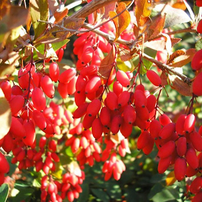 Барбарис обыкновенный (Berberis vulgaris) | Ракита. Питомник растений